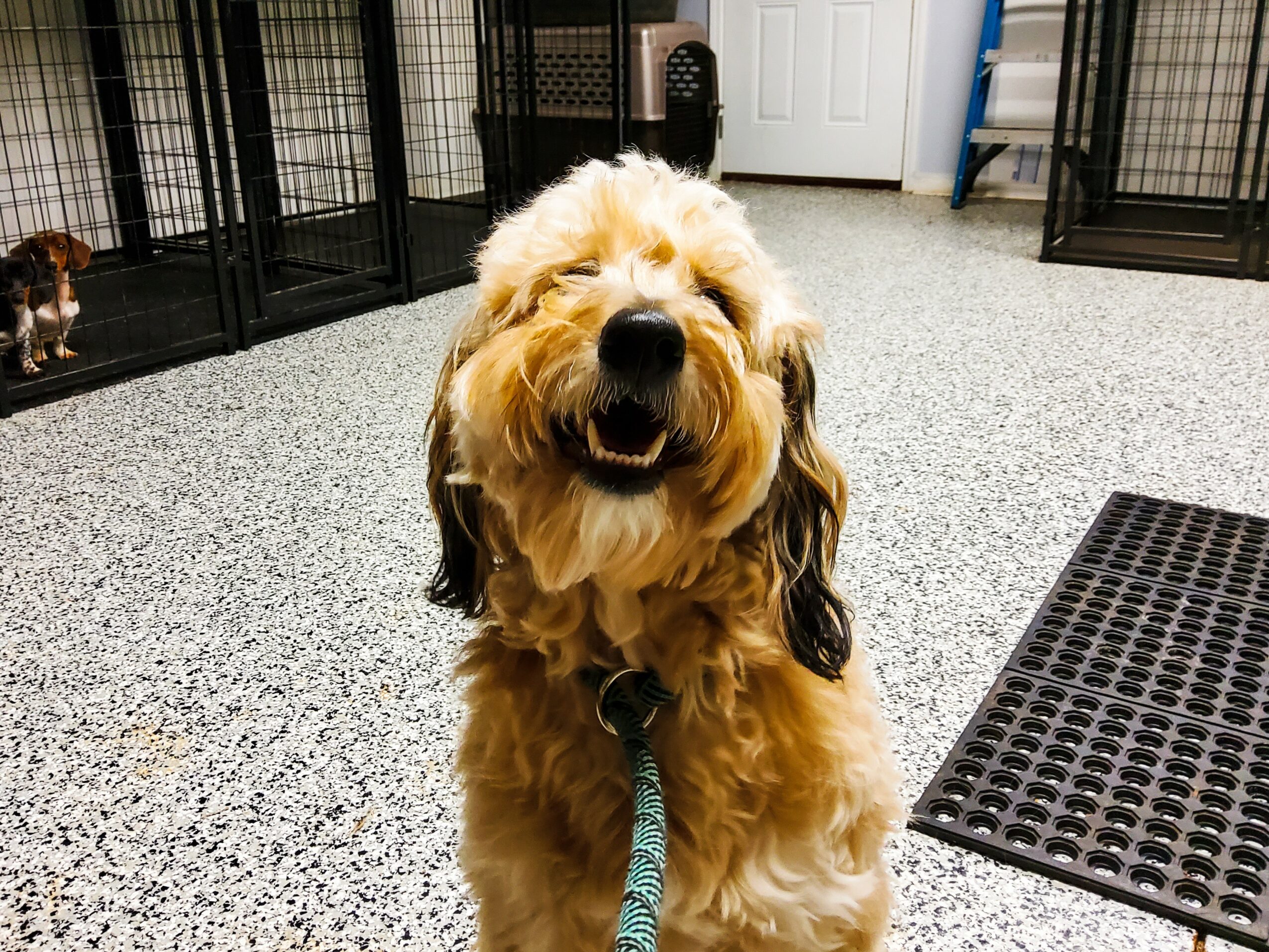 Community Highlights: Meet Mike Lilley of MLK9 - Voyage Knoxville Magazine