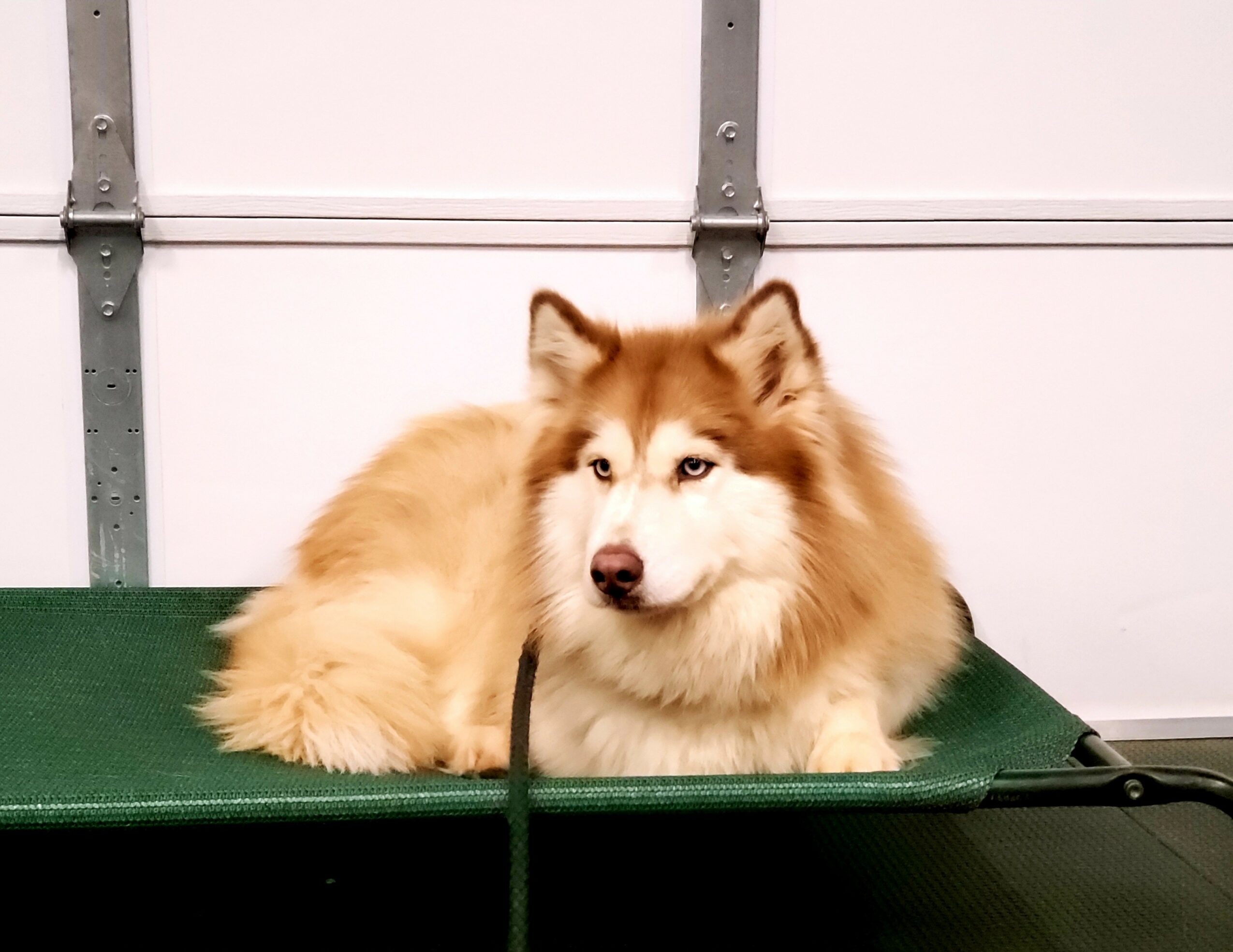 Community Highlights: Meet Mike Lilley of MLK9 - Voyage Knoxville Magazine