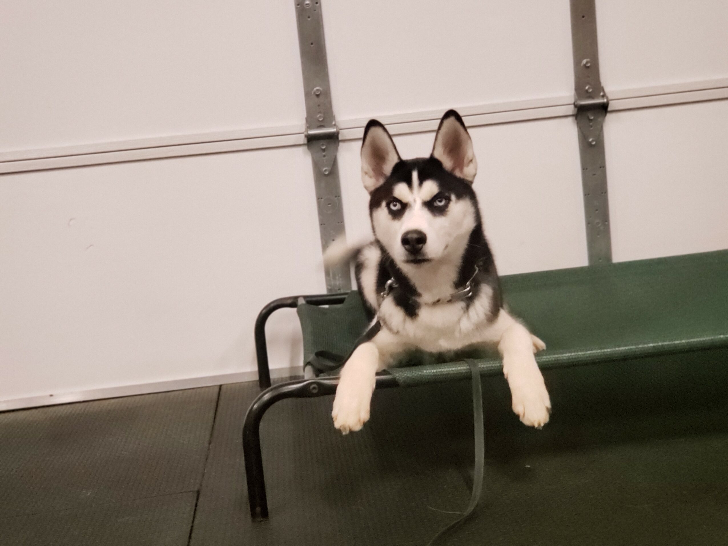 Community Highlights: Meet Mike Lilley of MLK9 - Voyage Knoxville Magazine