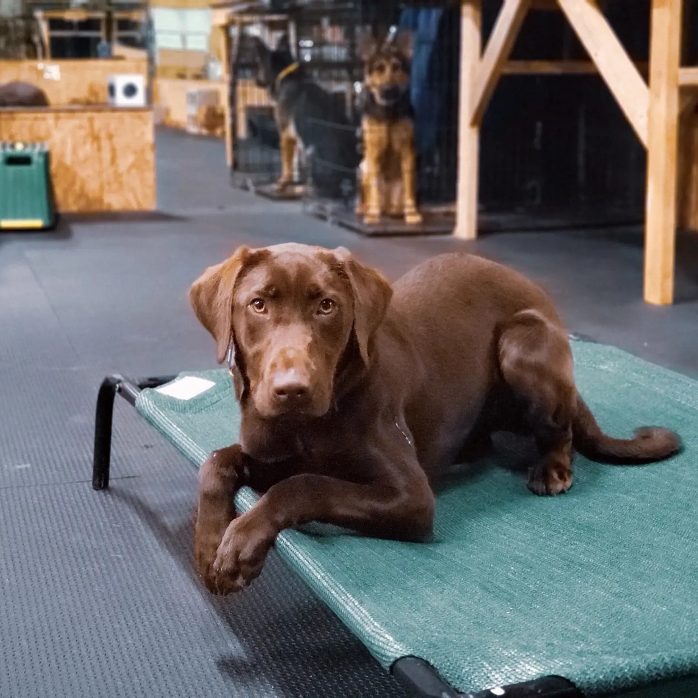 Community Highlights: Meet Mike Lilley of MLK9 - Voyage Knoxville Magazine