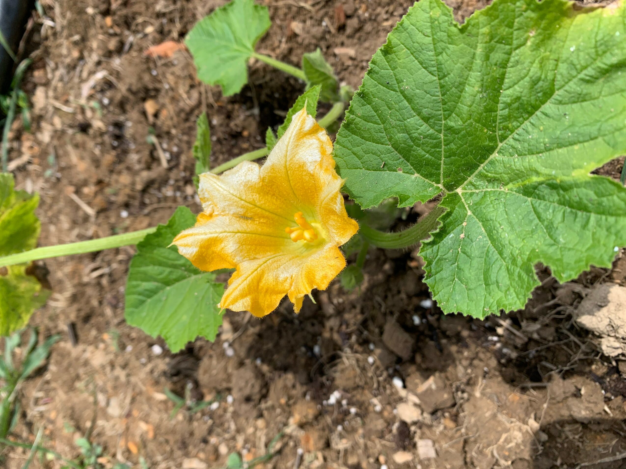 Check Out Krista Snelling’s Story - Voyage Knoxville Magazine