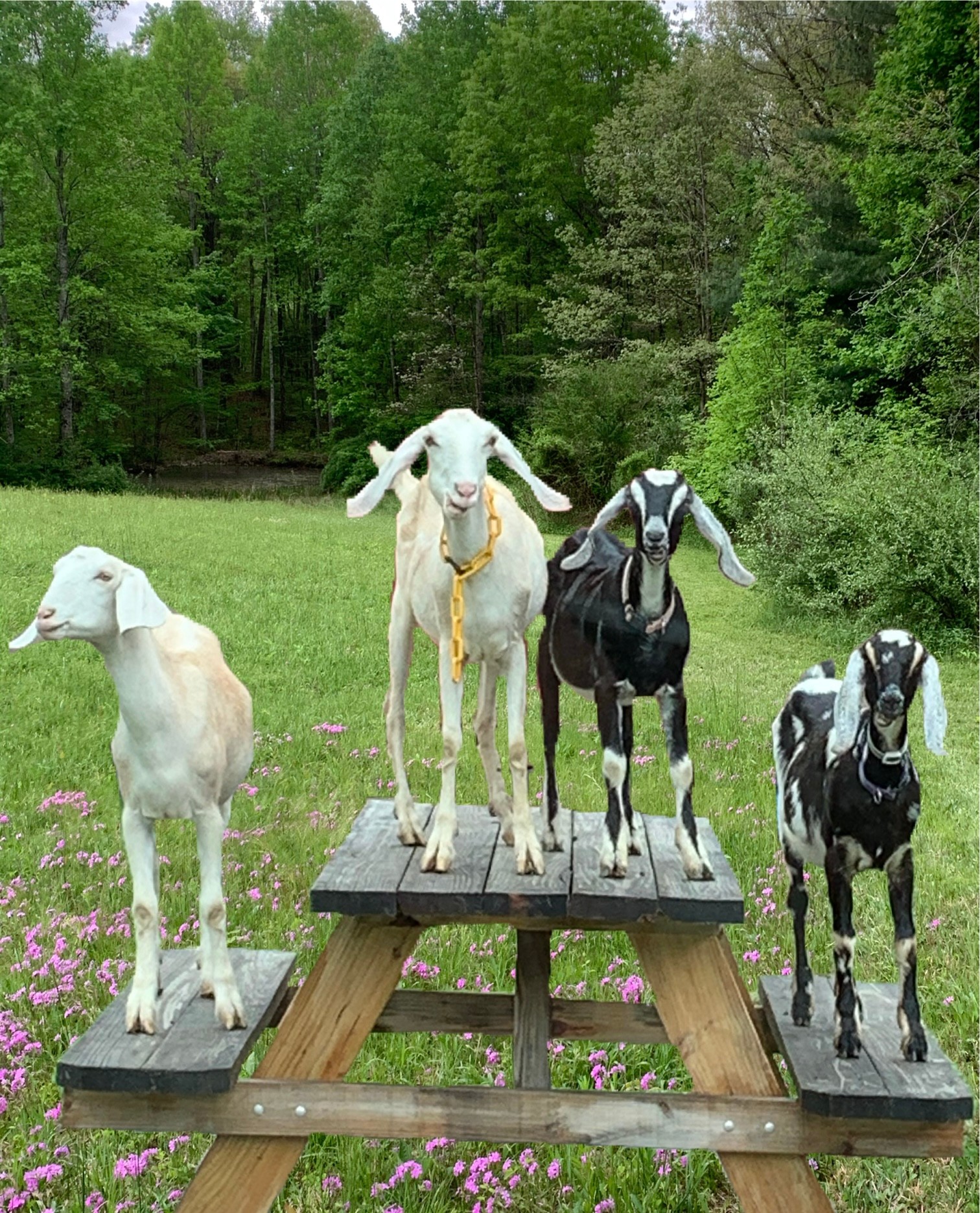 Check Out Krista Snelling’s Story - Voyage Knoxville Magazine