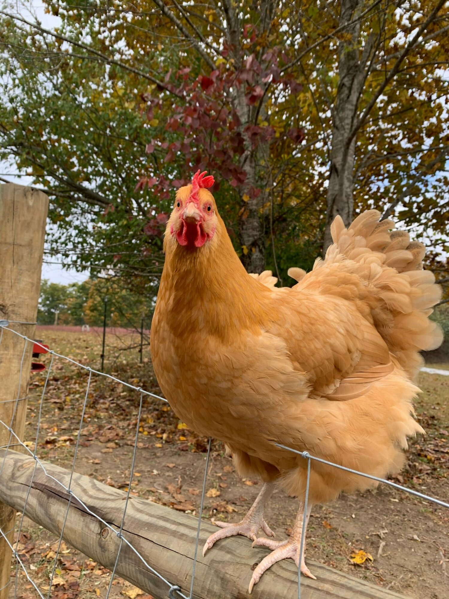 Check Out Krista Snelling’s Story - Voyage Knoxville Magazine