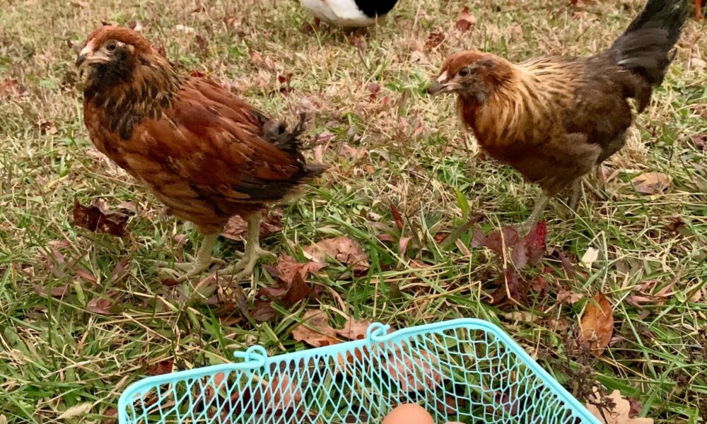 Check Out Krista Snelling’s Story - Voyage Knoxville Magazine